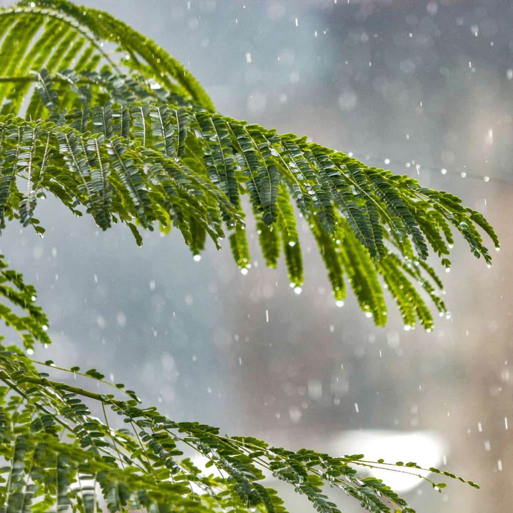 Rainfall Anomalies in West and Central Africa: Navigating a Season of ...